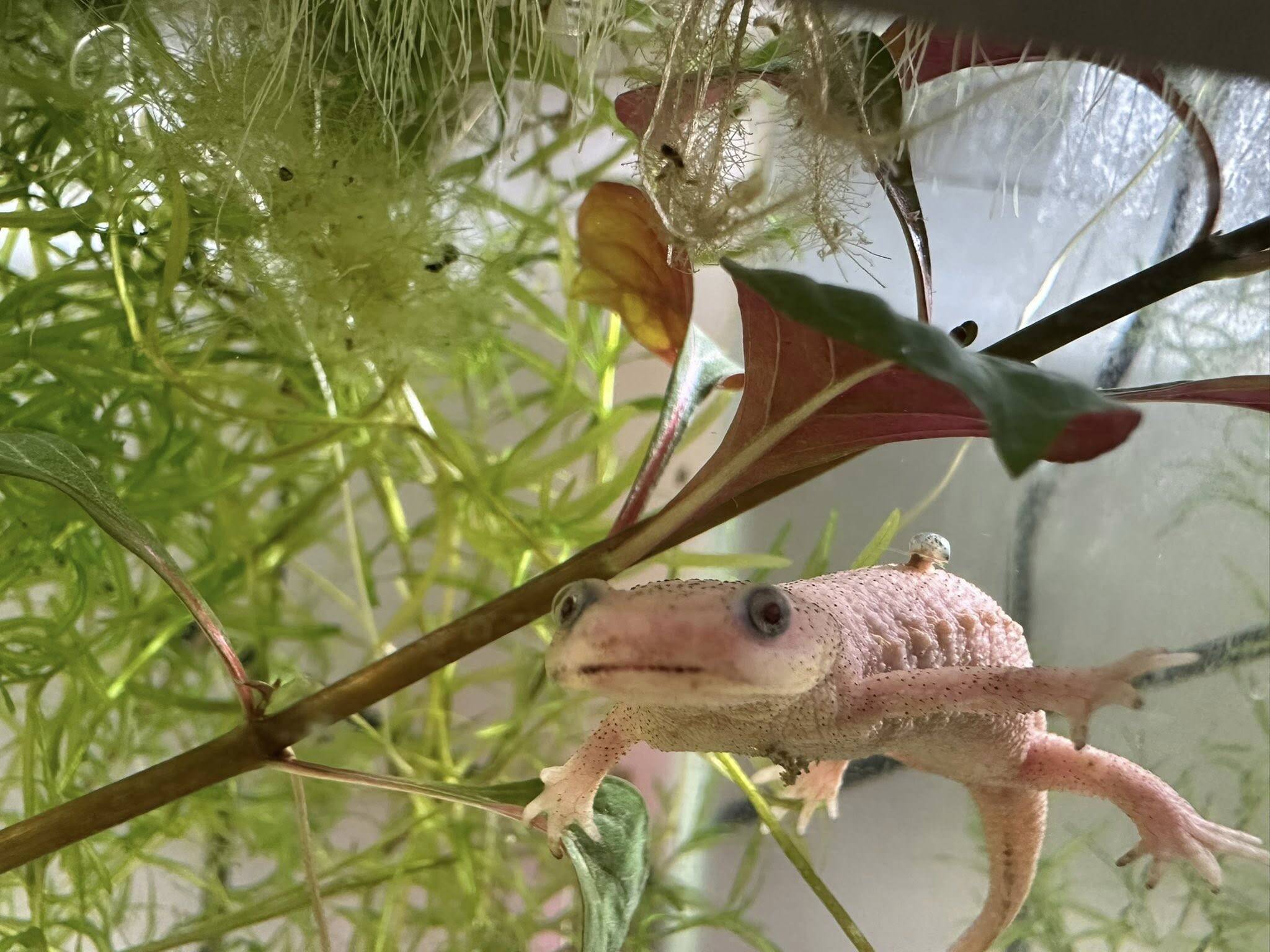 Home | Reticulated Dragons